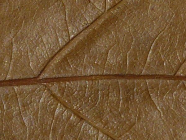 texture 0011 - Texturelib